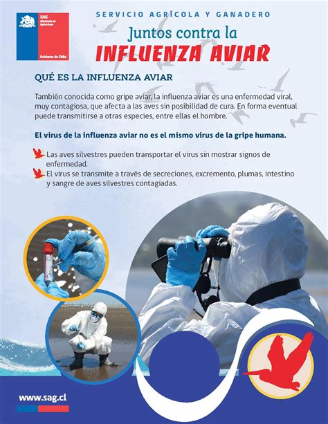 Alerta Por Influenza Aviar Medidas Para Evitar El Contagio En Aves De