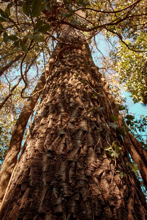 Você conhece as árvores da Mata Atlântica Corredor Caipira