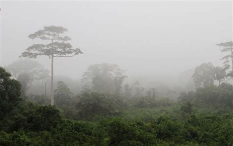 Parc national de Taï un trésor vert au cœur de la Côte d Ivoire