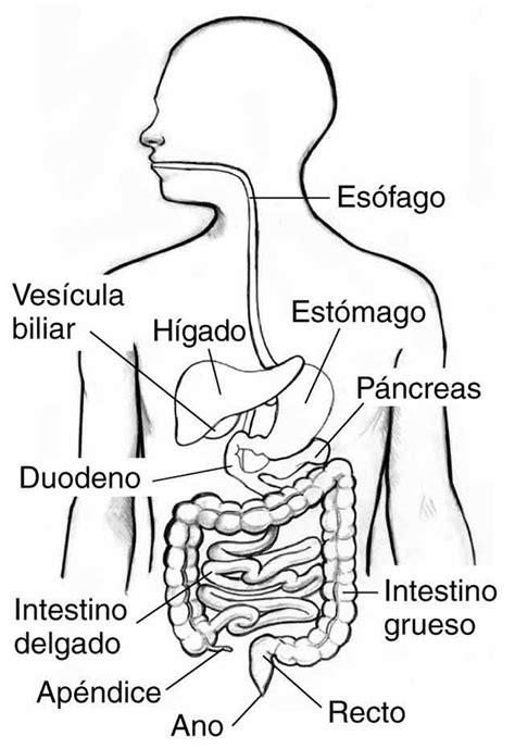 Aparato Digestivo para Niños Paso a Paso