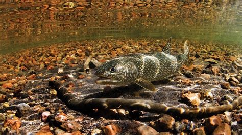 Especies Invasoras Educación Ambiental en RD