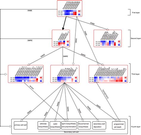 Frontiers Integrated Transcriptomic And Proteomic Analysis In The