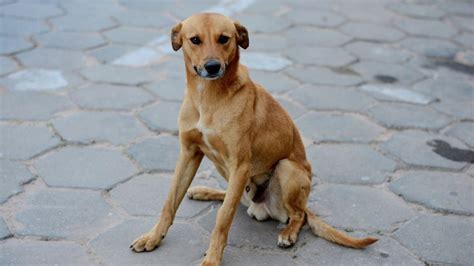 O Cachorro Vira lata Caramelo O Maior E Melhor Símbolo 60 OFF
