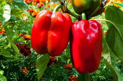 35 Companion Plants For Peppers 4 Plants To Avoid