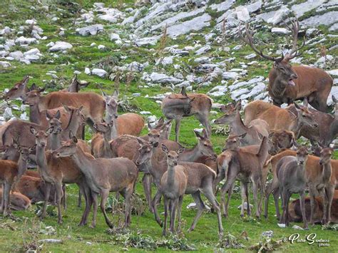 Sit In A L Aquila Contro L Abbattimento Di 469 Cervi Il WWF Prepara Il
