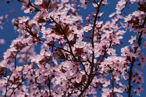 Blutpflaume Nigra Prunus Cerasifera Nigra Baumschule Horstmann