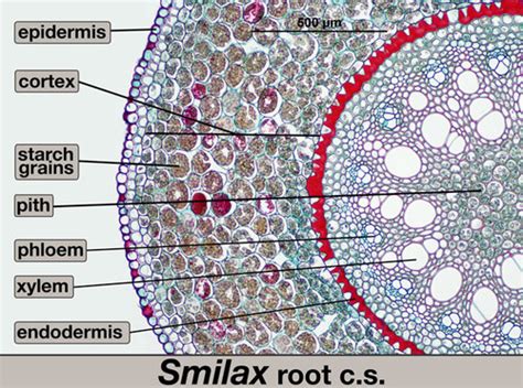 Describe The Structures And Functions Of Xylem Tissue Qs