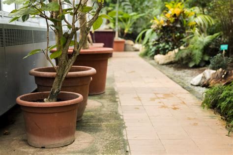 Que Mettre Dans Des Grands Pots Sur Une Terrasse Les Activateurs
