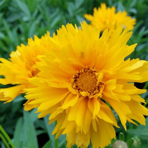 Coreopsis Grandiflora Early Sunrise Tickseed Cavano S Perennials