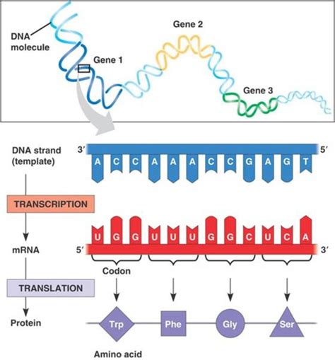 Diagramed Process Of Translation Protein Synthesis Vector Il