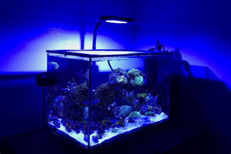 Fluval Sea Evo 13 5 Tank Shots Nano Reef Community