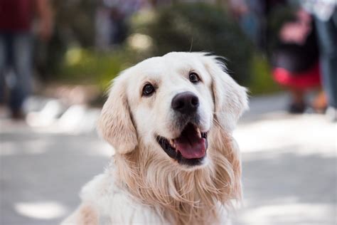 Día del Perro 2023 Por qué se celebra el 21 de julio