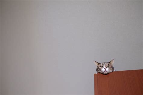 4匹の楽しいおうち on Twitter 今日はキジ猫の日なんですね 5年前のあおばの写真を キジ猫の日 キジ猫祭り2023
