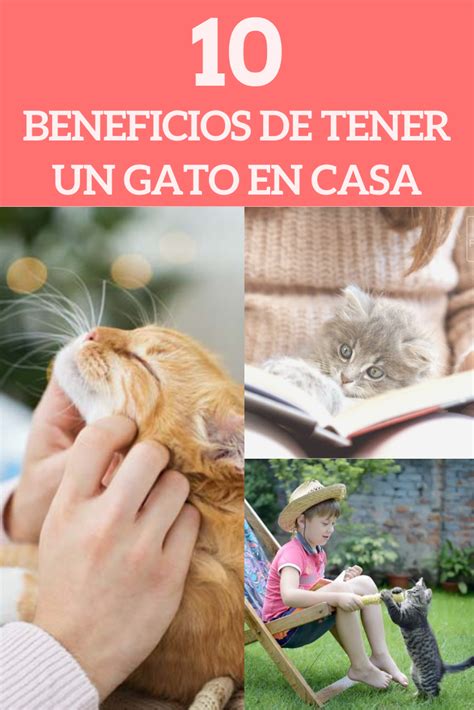 Hablamos De Todo Lo Bueno Que Te Puede Aportar Un Gato Ten Reyes