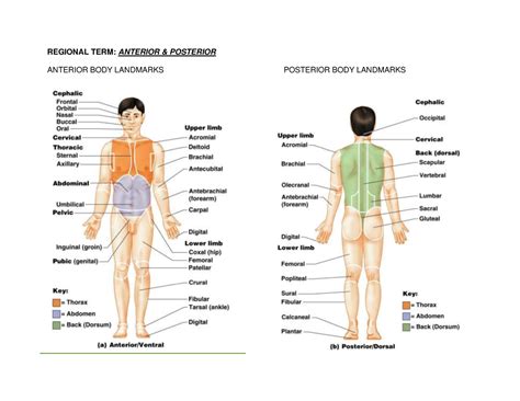 Practice Regional Term Anterior Posterior Anterior Body