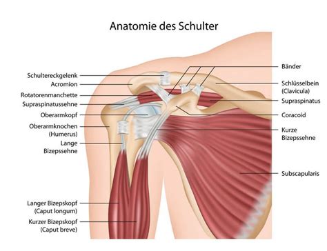 ᐅ Verletzungen und Erkrankungen der langen Bizepssehne Ursachen