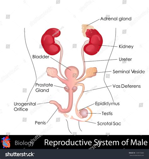 8 359 Male Reproductive System Images Stock Photos Vectors