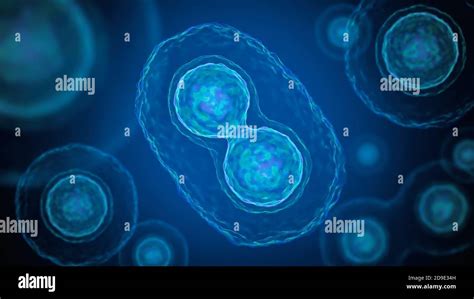 Mitosis Cell Division Hi Res Stock Photography And Images Alamy