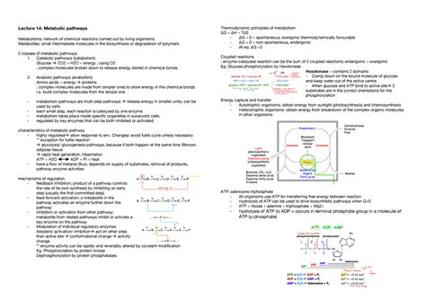 Lecture 14 Biochem Notes Lecture 14 Metabolic Pathways Metabolisms