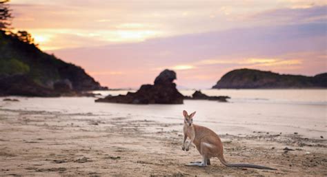AUSTRALIE Où voir des kangourous en liberté