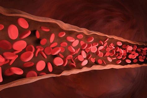 Ciri Ciri Pembuluh Darah Arteri Ini Bedanya Dengan Vena
