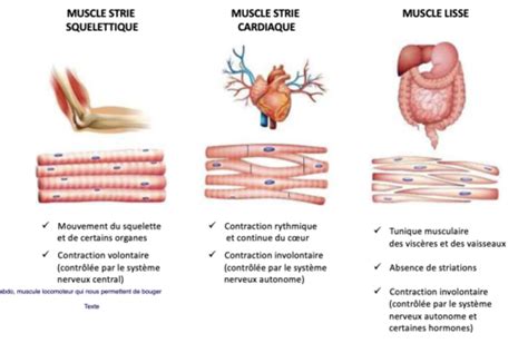 Tissu Musculaire Flashcards Quizlet
