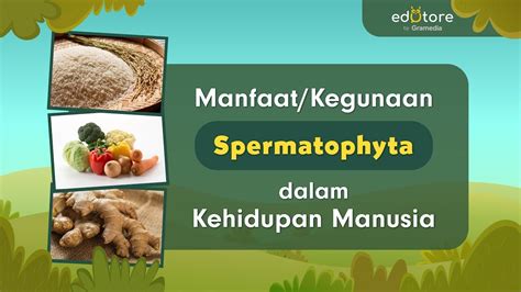 Apa Saja Manfaat Tumbuhan Spermatophyta Belajardirumah Youtube