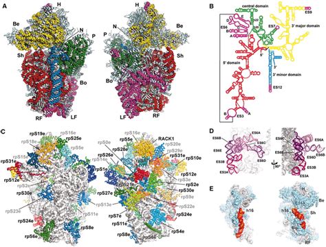 Crystal Structure Of The Eukaryotic 40S Ribosomal Subunit In Complex