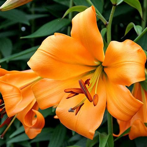 Lök till kejsarlilja Lilium regale African Queen Liljor Afrikas