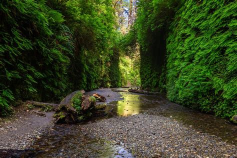 Discovering Everything About Prairie Creek Redwoods State Park