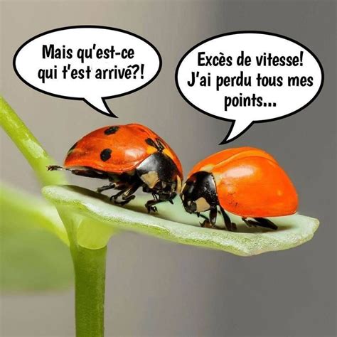 Pin By Gilles Robert On Jokes Minions Funny Funny Pix Geek Humor
