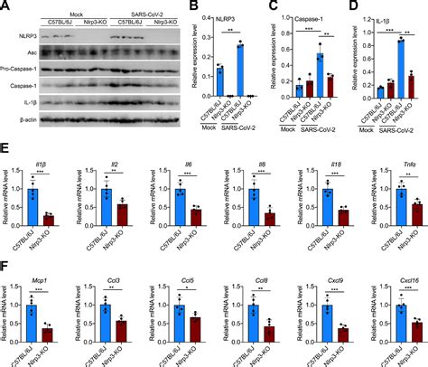 Specific Inhibition Of The NLRP3 Inflammasome Suppresses Immune