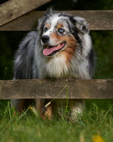 Les races de chien préférées des Français en 2022