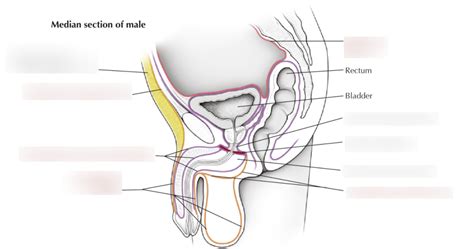 Fasciae Of The Male Pelvis And Perineum Diagram Quizlet