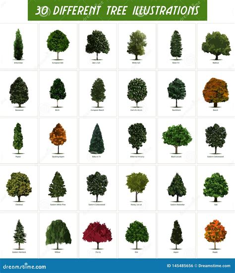 Types Of Trees With Pictures And Names The Meta Pictures