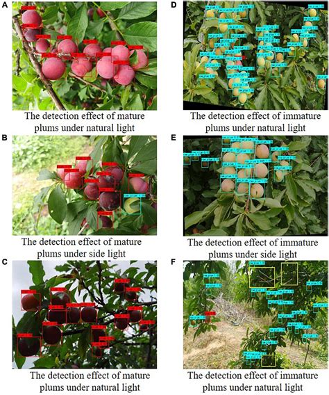 frontiers precision detection of dense plums in orchards using the improved yolov4 model