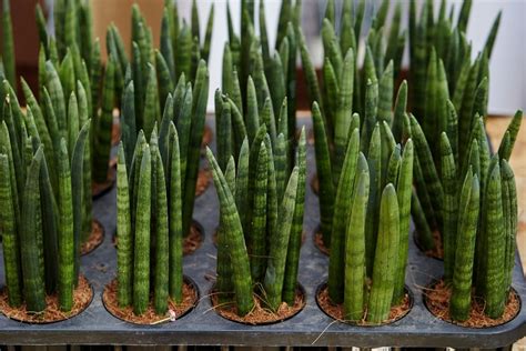 Como Cultivar Lan A De S O Jorge Veja Dicas De Cuidado E Cultivo