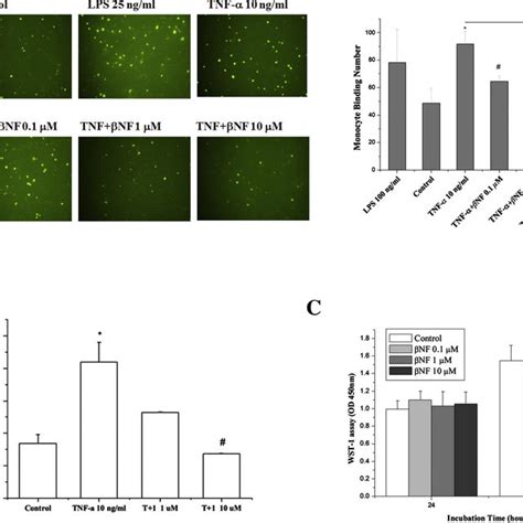 β NF adversely affects the expression of TNF α induced inflammatory