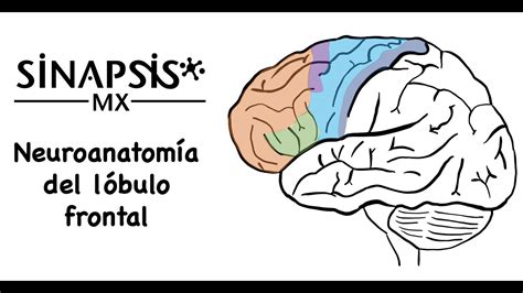 L Bulo Frontal Neuroanatom A Funcional Youtube