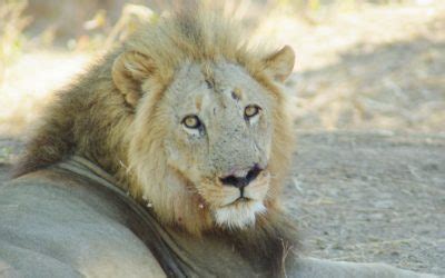 5 itinéraires pour 2 semaines en Afrique du Sud POESY by Sophie