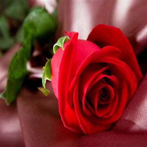 10 Mejor Para Amor Rosas Rojas Hermosas Imagenes Alyshia Kanters Blogs