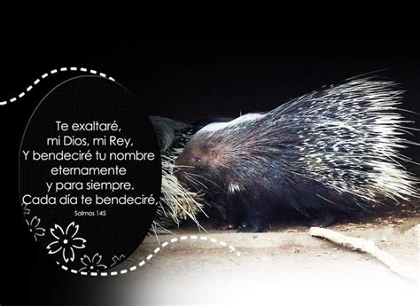 Te exaltaré mi Dios y rey por siempre bendeciré tu nombre Todos los