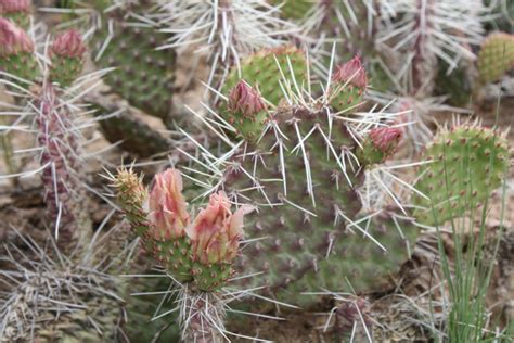 Plants Of La Senda