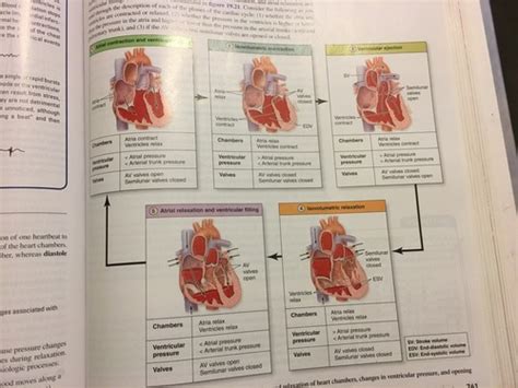 Bio 211 FINAL EXAM Review Flashcards Quizlet
