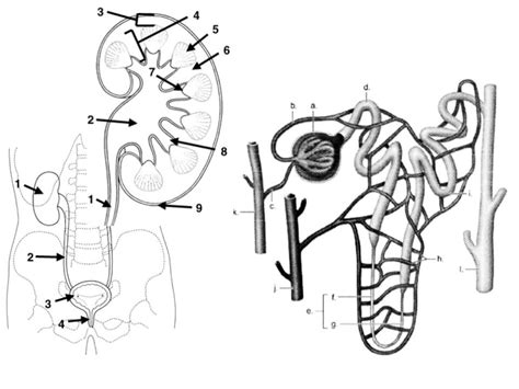 Urinary System Anatomy Diagram Quizlet