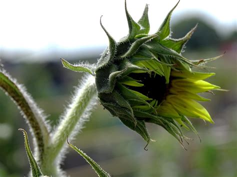 Solros Blomma Sommar Gratis foto på Pixabay Pixabay