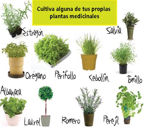Las plantas medicinales más efectivas Aprende cómo utilizarlas