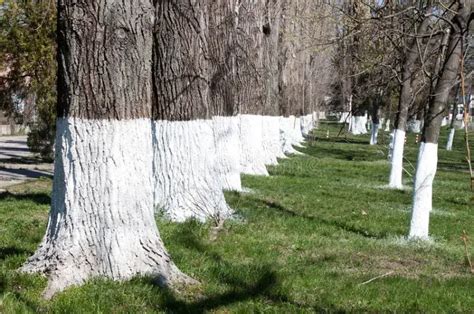Comment Fabriquer De La Chaux Arboricole Maison Quand Chauler Les