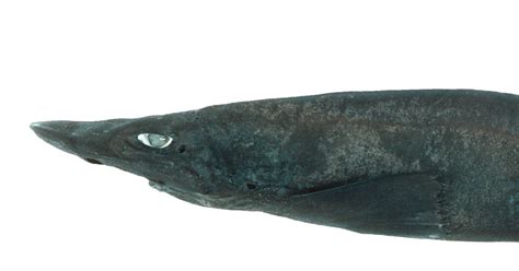 Un peu effrayant la nouvelle espèce de requin aux yeux blancs et