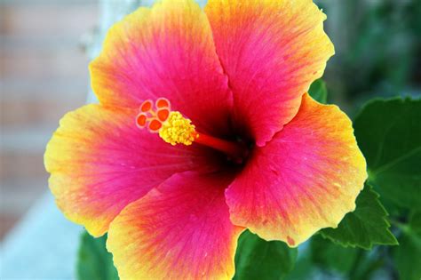 10 GROSSES FLEURS Espèces et PHOTOS